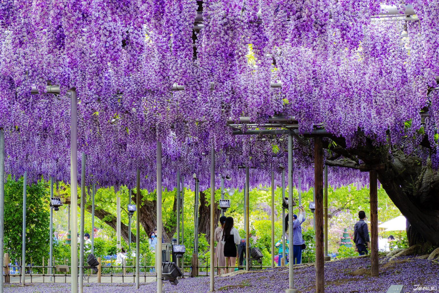 🎏 Golden Week Events 2026 | What to Do During a Golden Week Trip to Japan