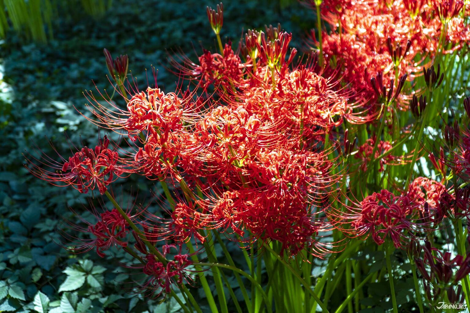 Tokyo Seasonal Events: See Japan’s Autumn Flowers at the Yokoamicho ...