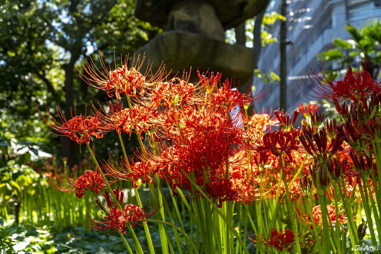 Tokyo Seasonal Events: See Japan’s Autumn Flowers at the Yokoamicho ...